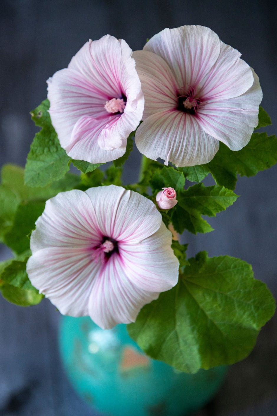 DER COTTAGE GARTEN IN DER VASE – Die besten Schnittblumen aus dem eigenen Garten – My Cottage Garden